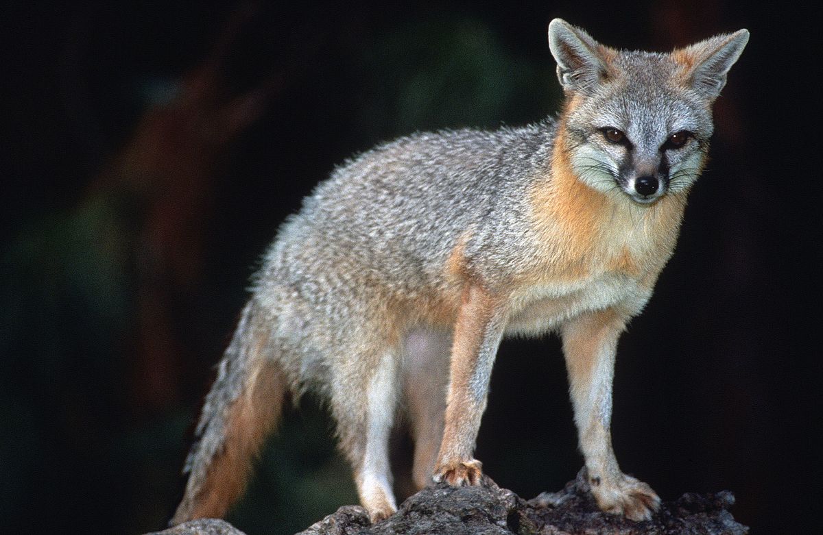 Gray Fox Biting