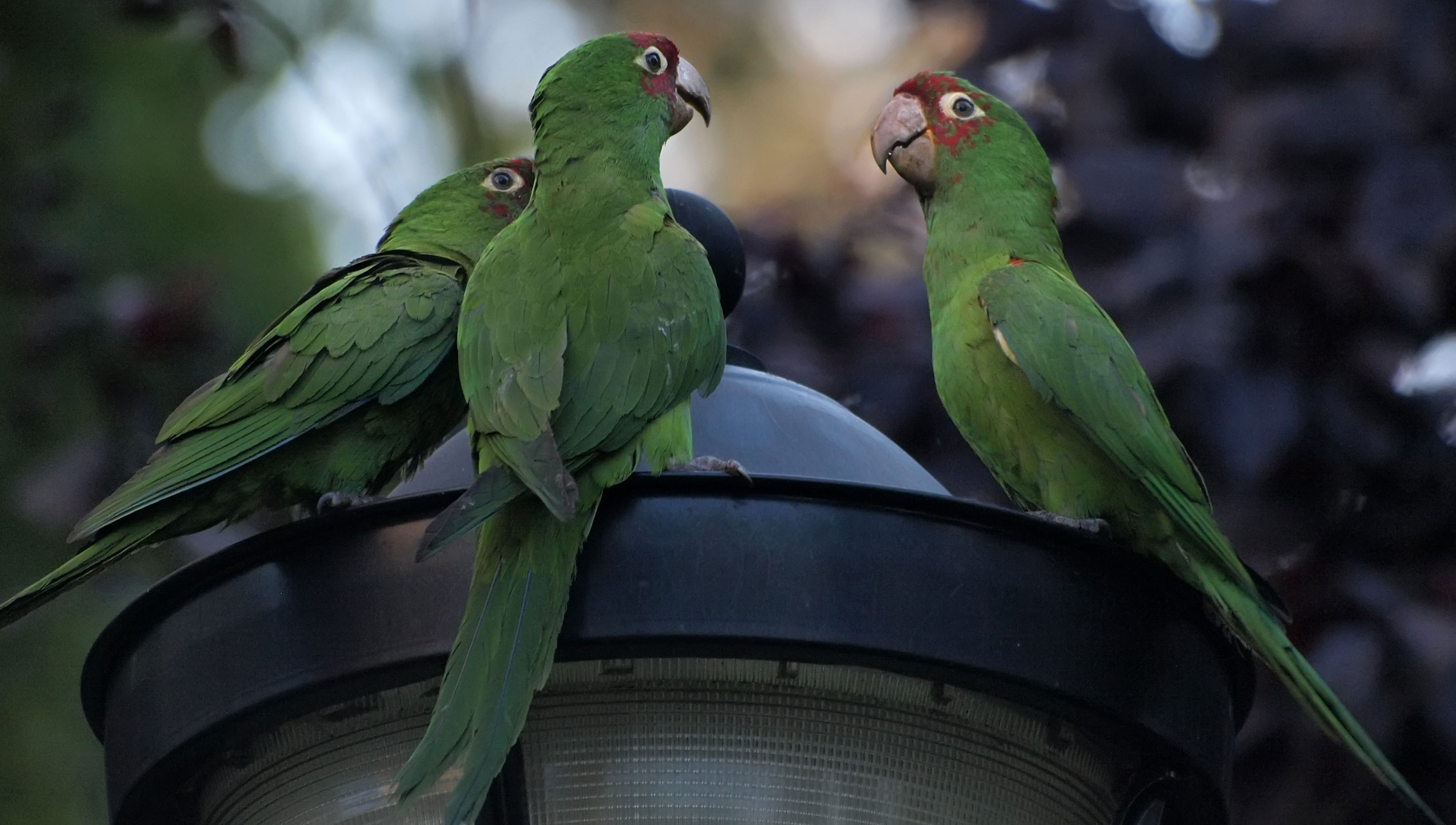 San Francisco’s wild parrots branching out throughout city | Kingman ...