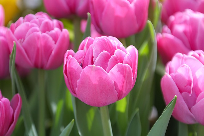 Discover the beauty of double tulips | The Daily Courier | Prescott, AZ
