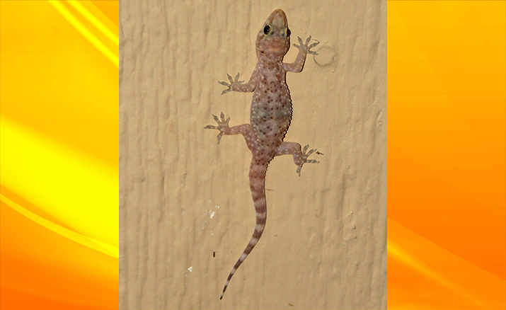 Western Light: Arizona Gecko | The Verde Independent | Cottonwood, AZ
