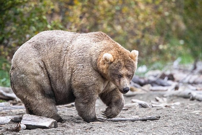 Holly crowned queen of Fat Bear Week | Williams-Grand Canyon News ...