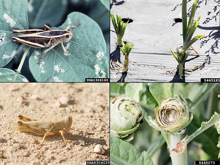 Backyard Gardener: Managing grasshoppers in your garden | The Daily ...
