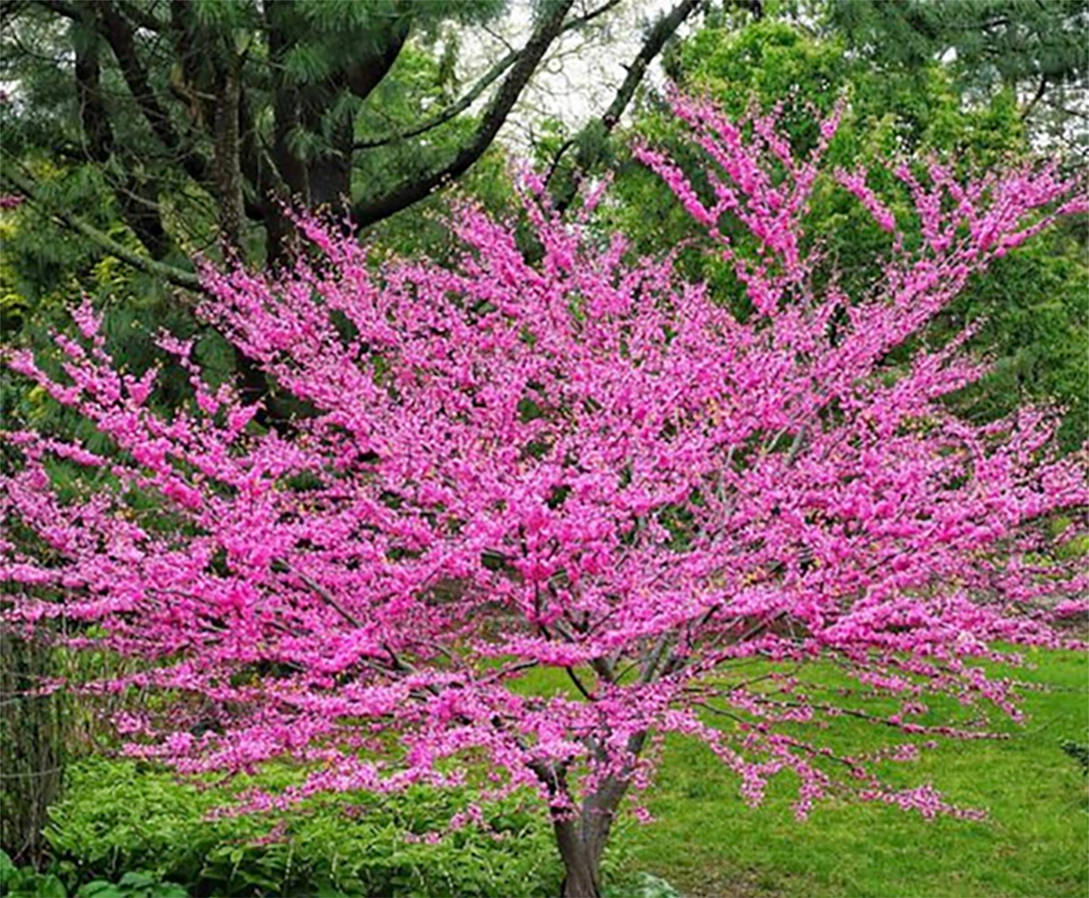 Mountain Gardener: Best landscape trees by all four seasons | The Daily ...